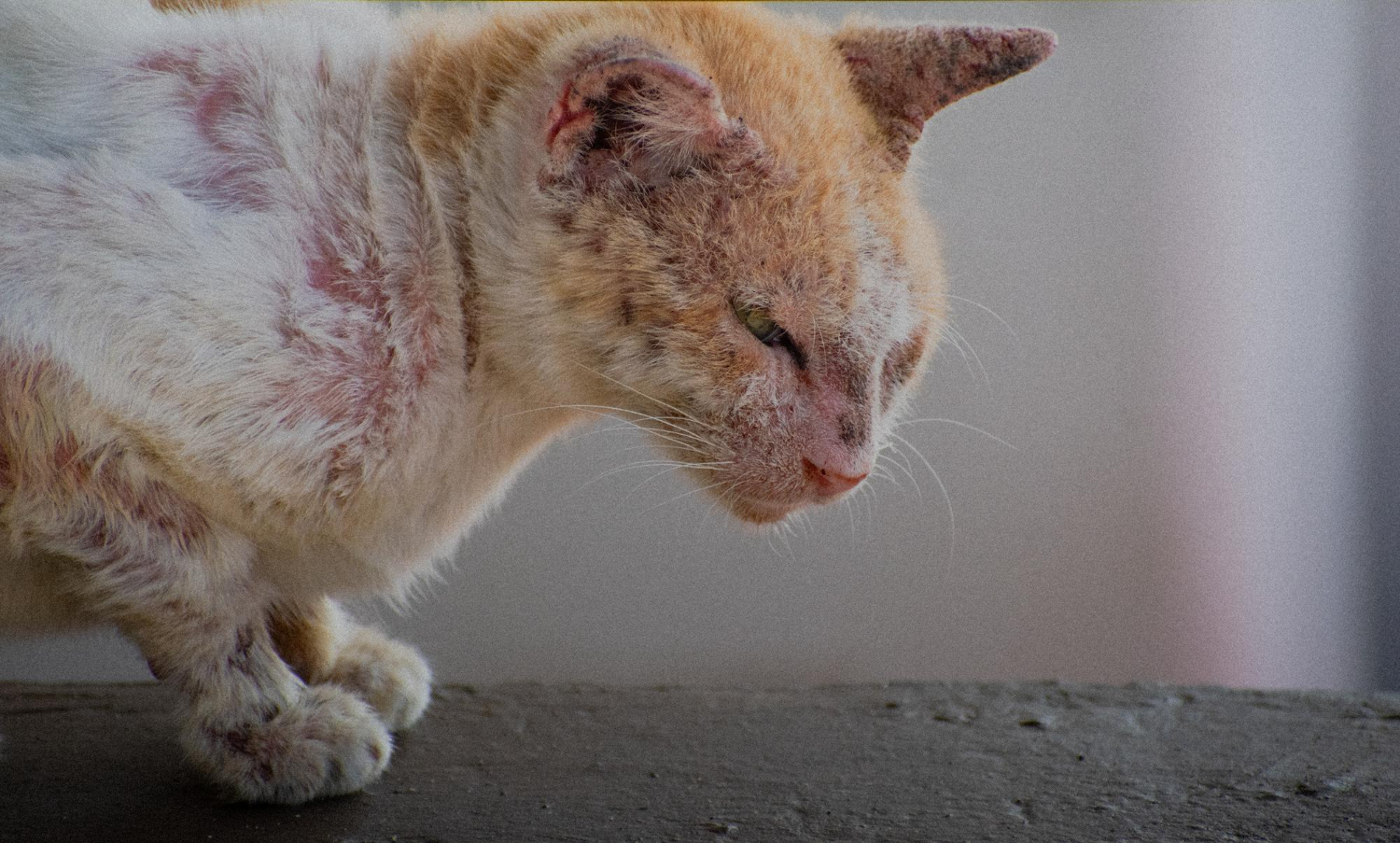 Sarna em gatos: 4 tipos, sintomas e tratamentos essenciais para seu gato | Gold Lab Vet